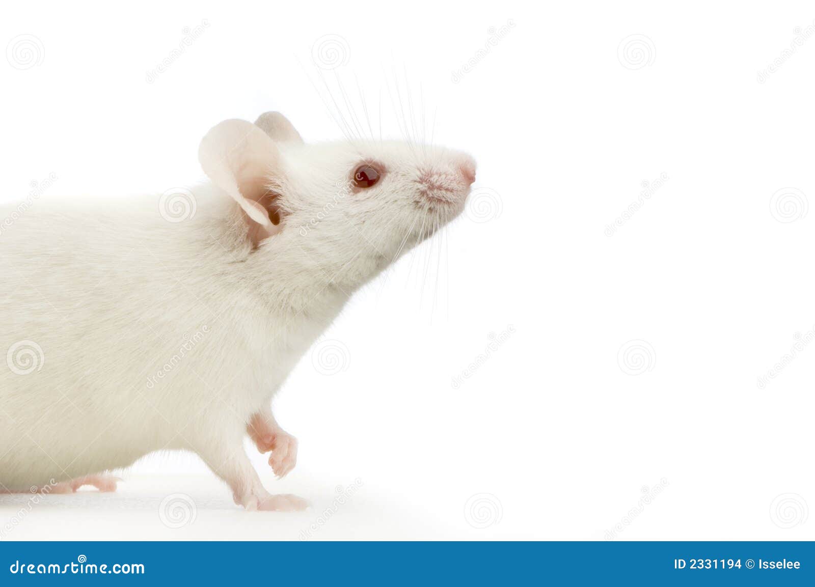 White Mouse Stock Photography | CartoonDealer.com #2331194