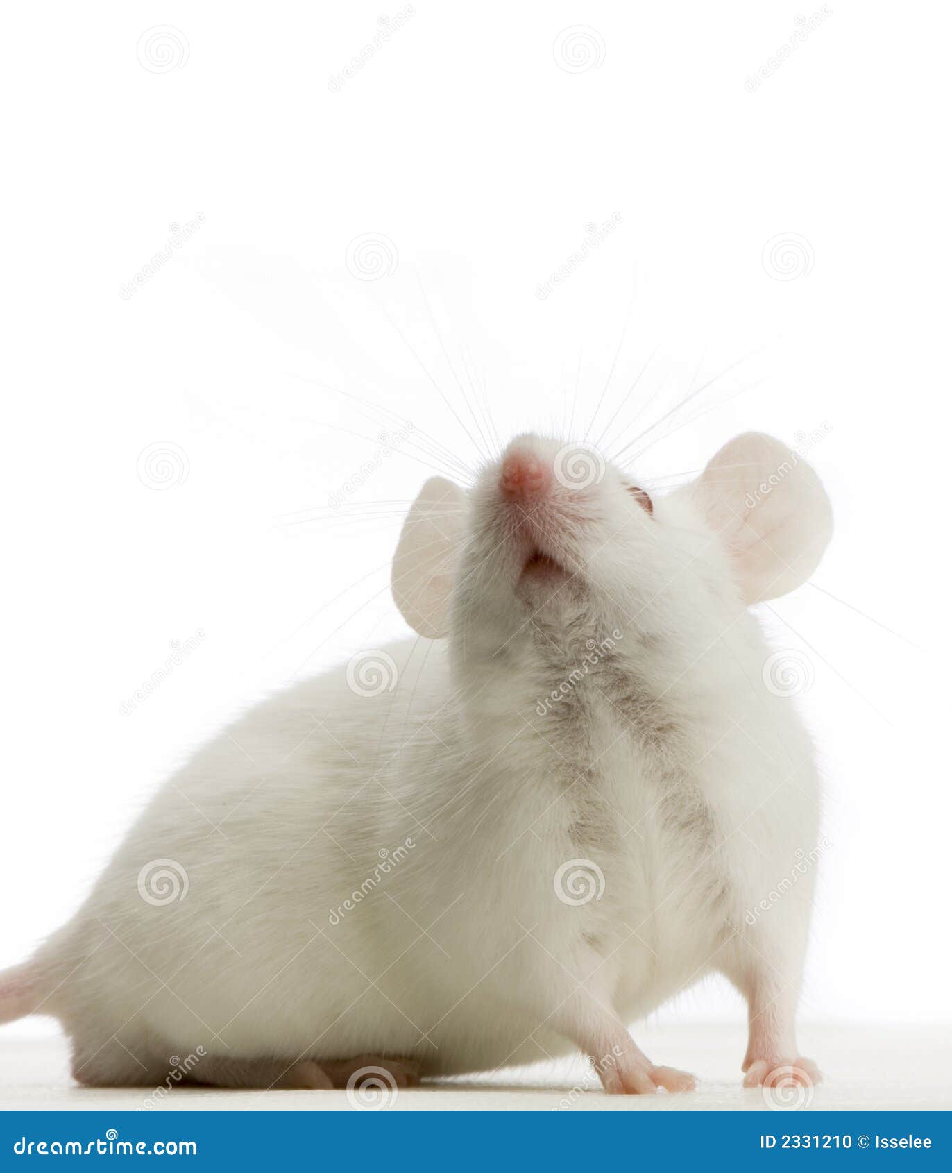 White Mouse Isolate On White Background With Clipping Path. Top View Of ...