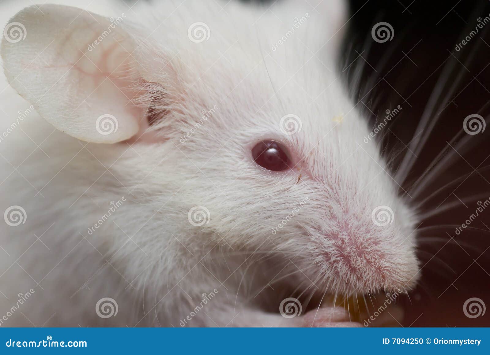 White mouse stock photo. Image of close, white, closeup - 7094250