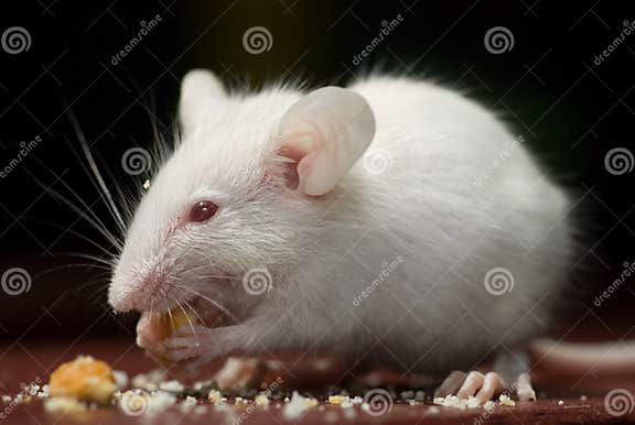 White mouse stock image. Image of cookie, mouse, closeup - 7094291