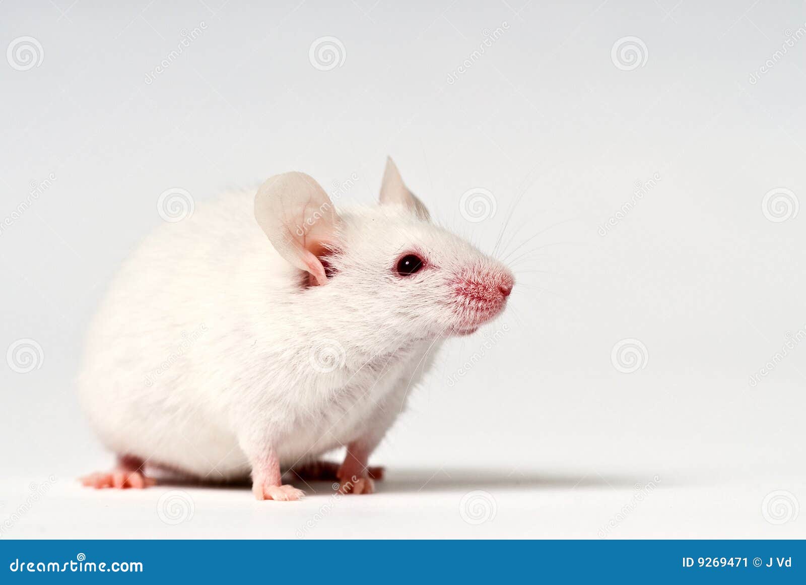White mouse stock image. Image of house, albino, tail - 9269471
