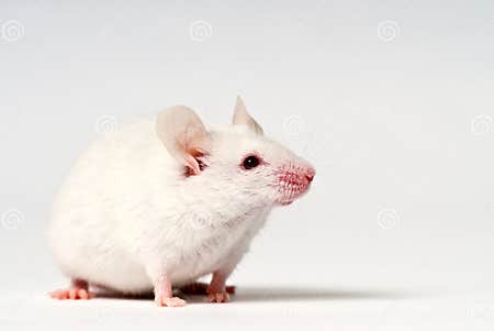 White mouse stock image. Image of small, portrait, nose - 9269471