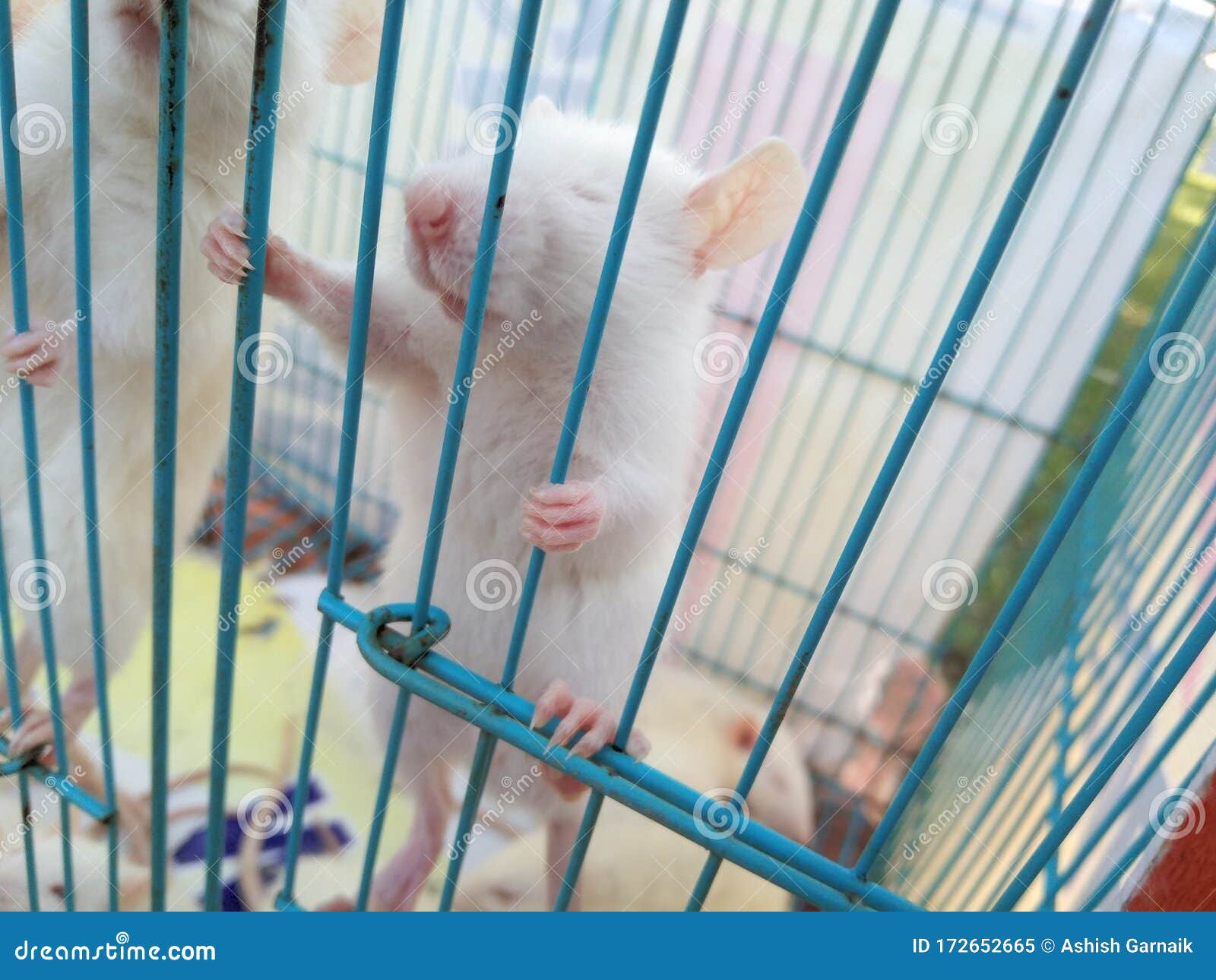 White Mouse in Cage stock image. Image of soft, cage - 172652665