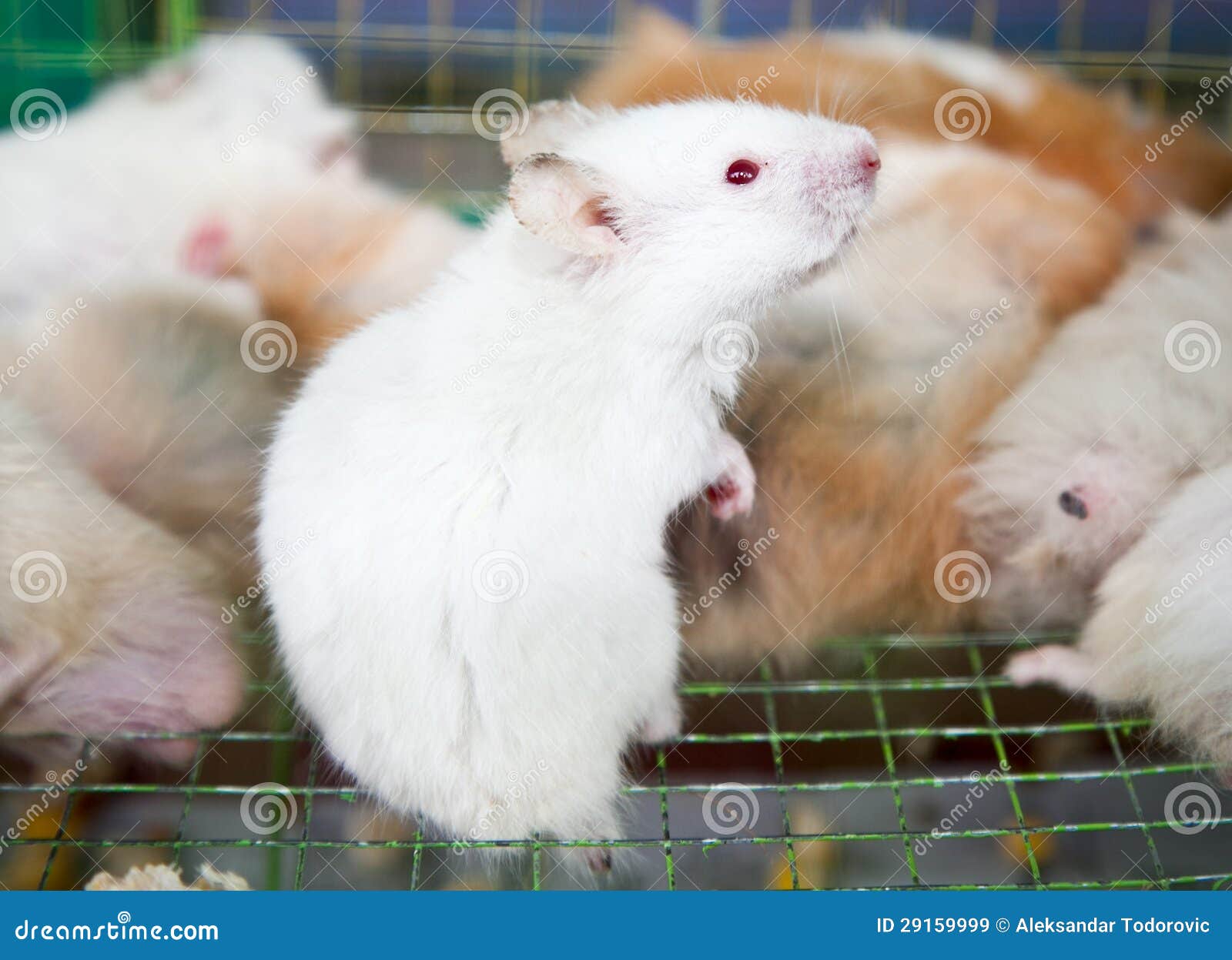 White Mouse in a cage stock image. Image of indonesia - 29159999