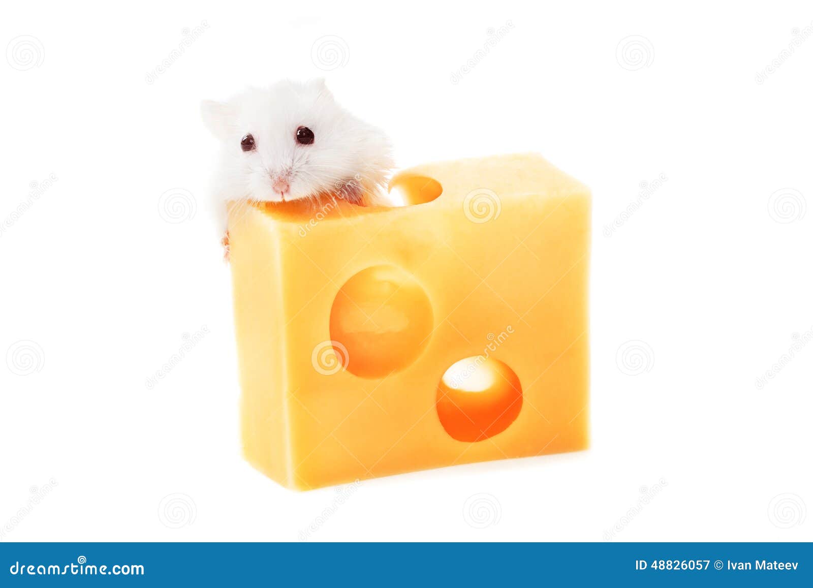 White mouse and cheese stock image. Image of food, view - 48826057