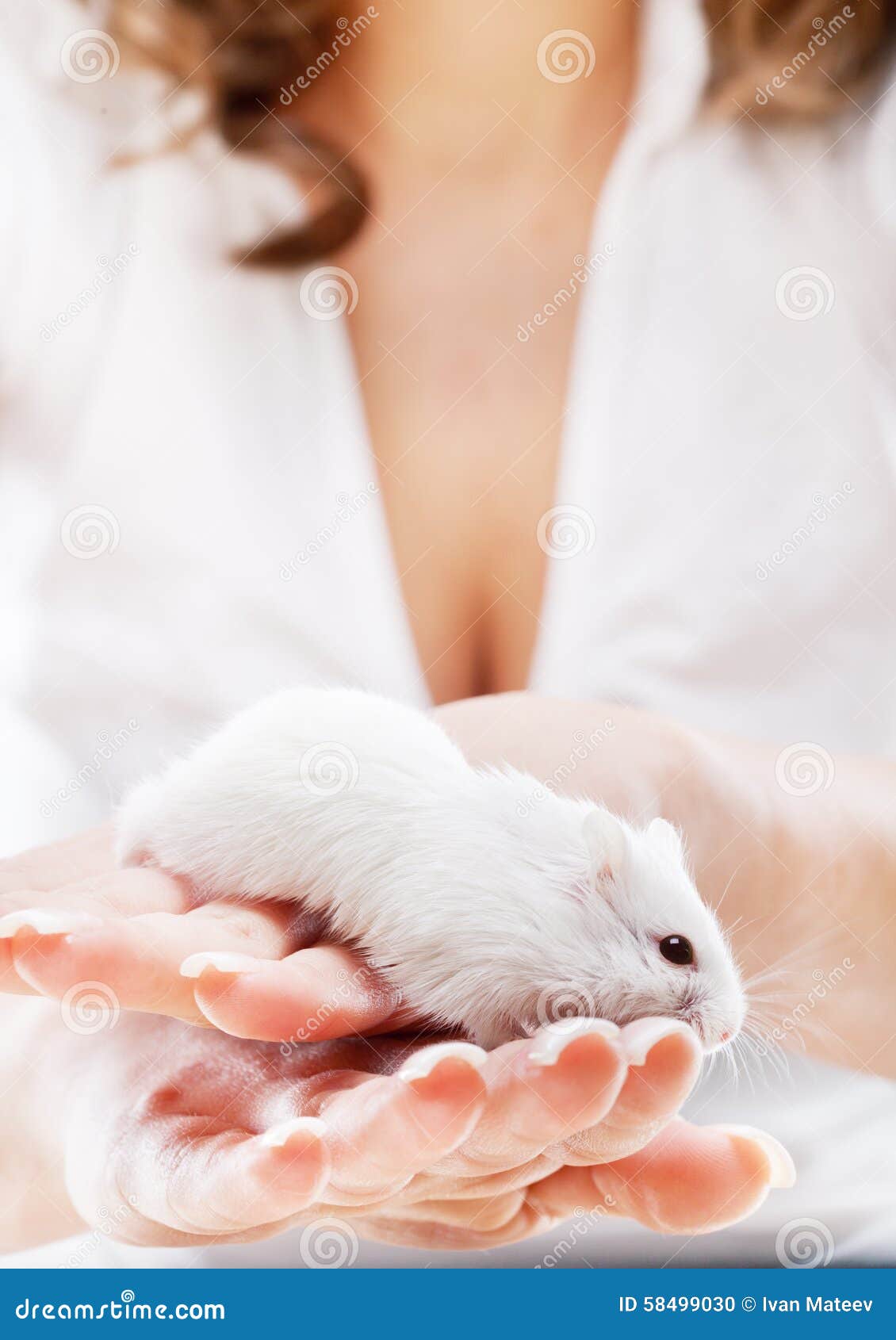 White Mouse in Female Hands Stock Photo - Image of young, mouse: 58499030