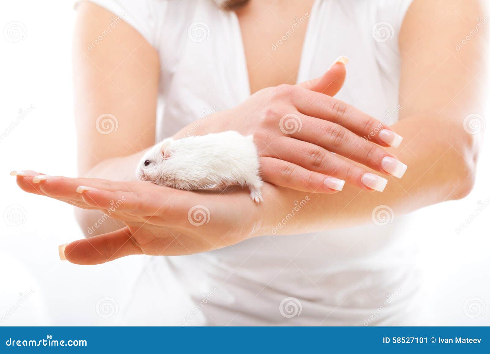 White Mouse in Female Hands Stock Image - Image of hands, isolated ...