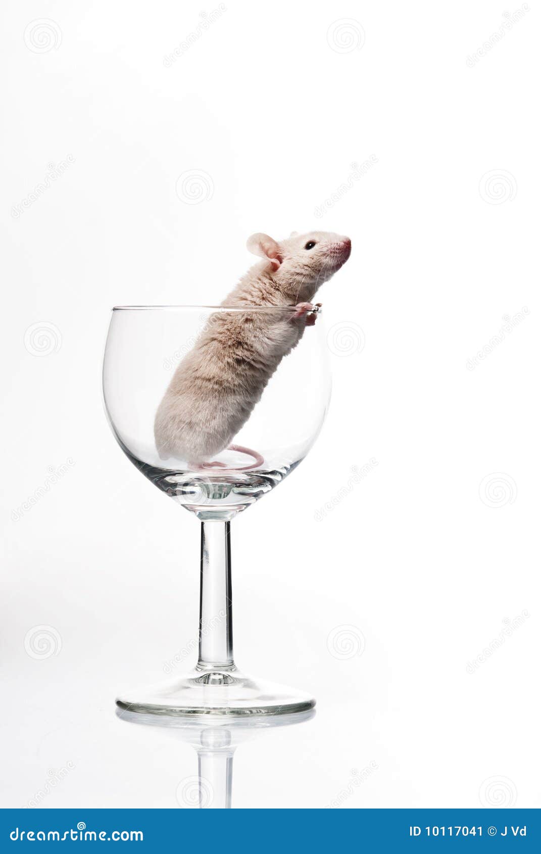 White mouse in glass stock image. Image of animal, pest - 10117041