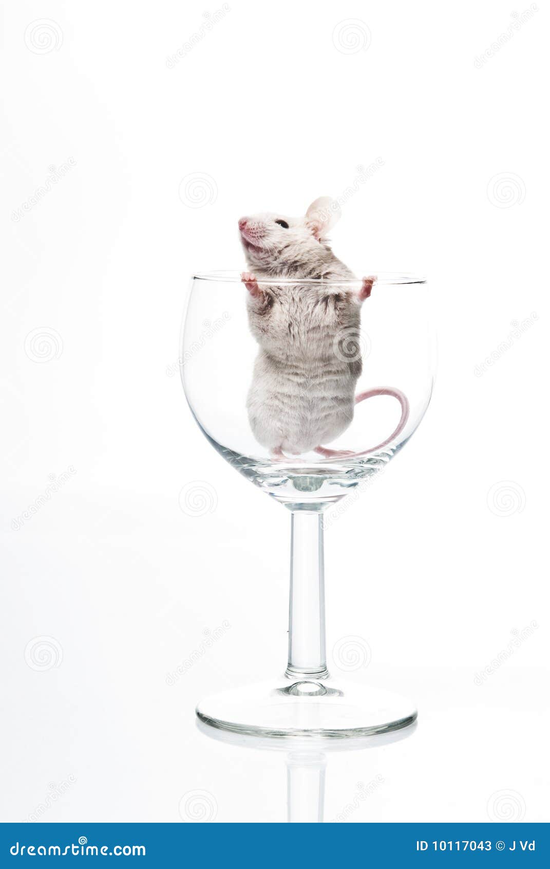 White mouse in glass stock image. Image of reflection - 10117043