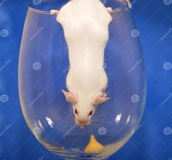 White mouse on glass stock photo. Image of emerge, rodent - 13213860