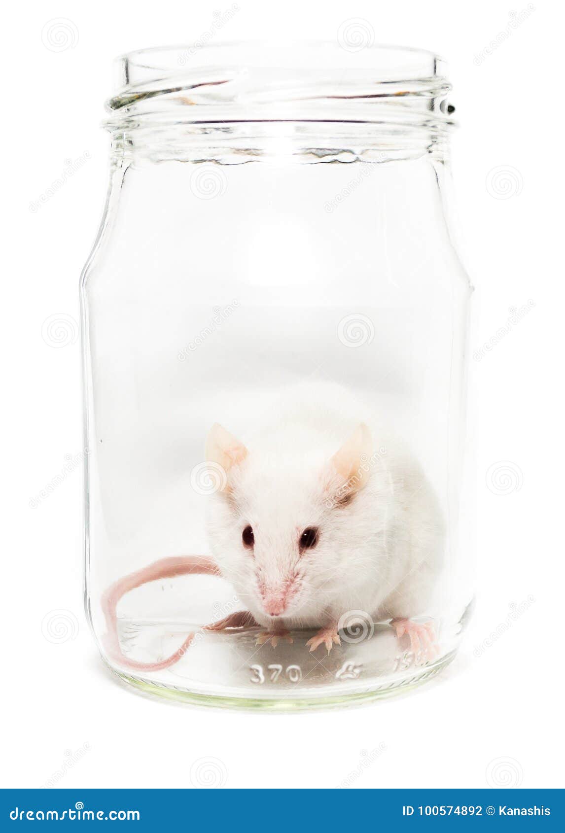White mouse in a glass jar stock photo. Image of funny - 100574892