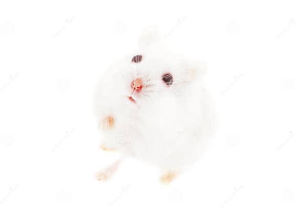 White mouse in human hand stock photo. Image of front - 48829484