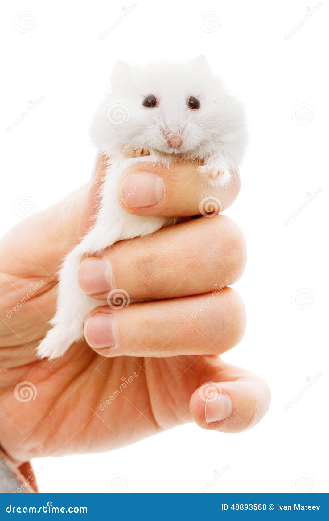 White mouse in human hand stock photo. Image of closeup - 48893588