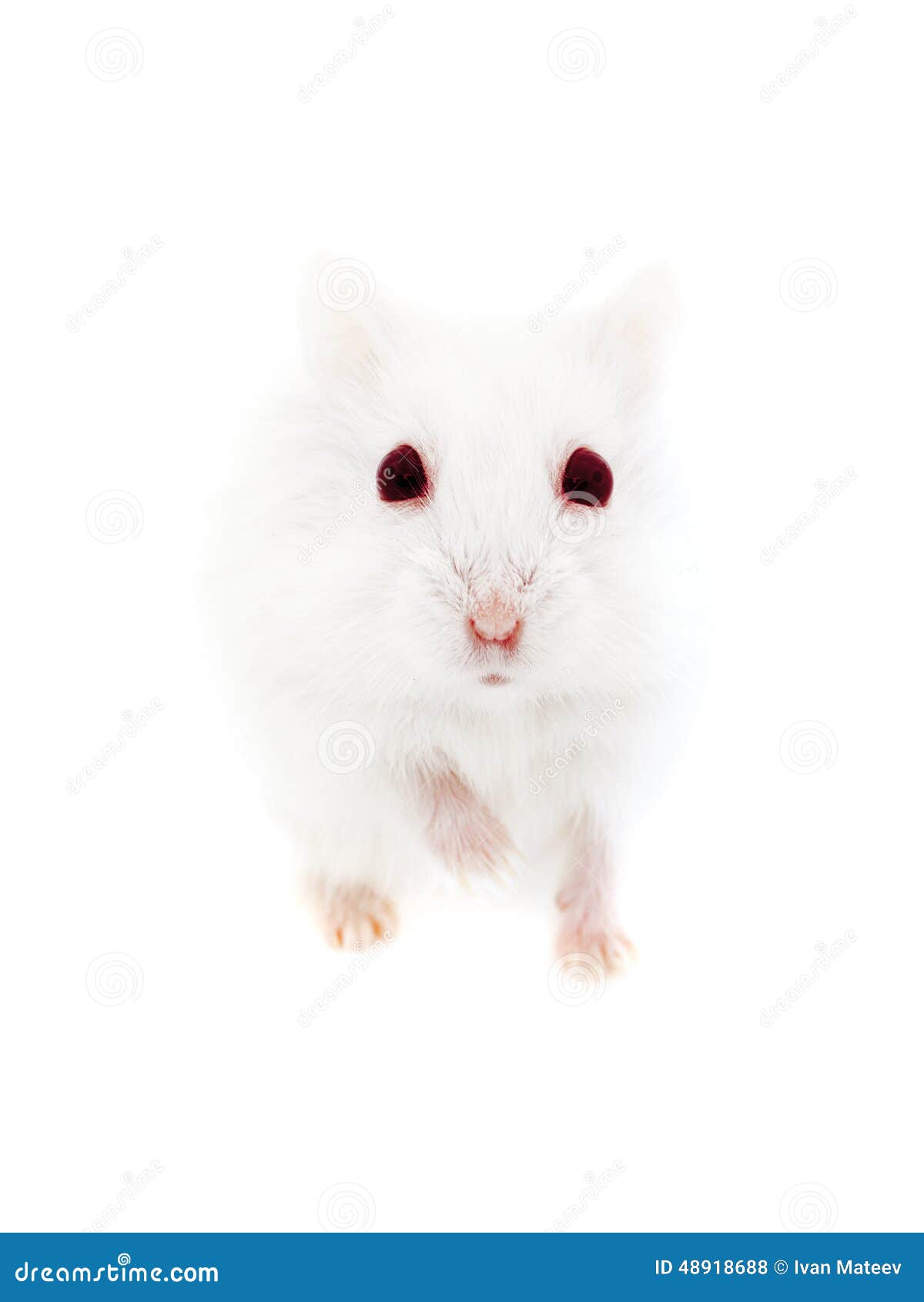 White mouse stock photo. Image of hand, 1000019473, animal - 48918688