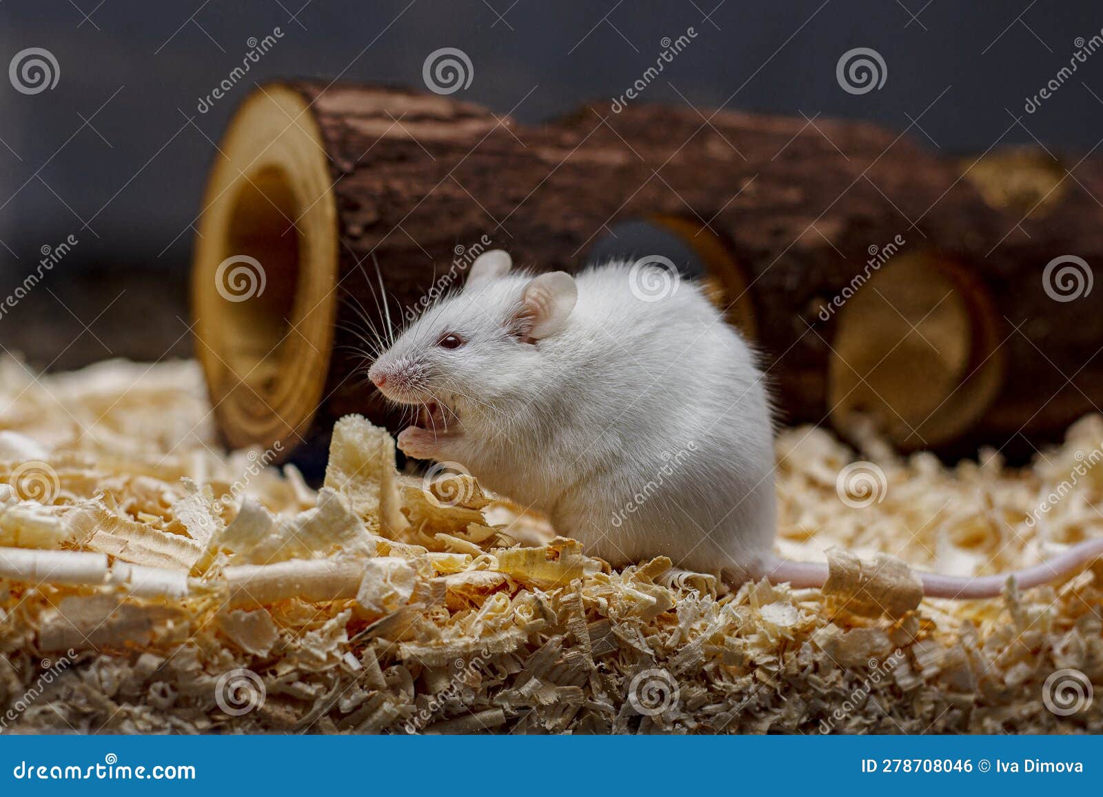 A White Mouse with Red Eyes Eats Bread Stock Photo - Image of mice ...