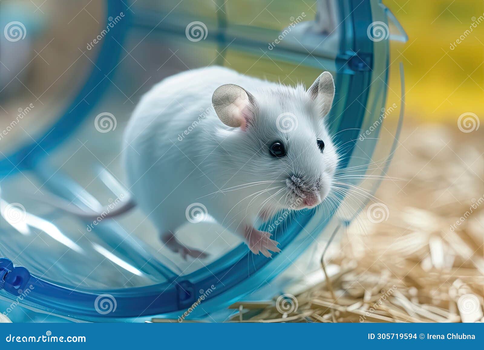 White Mouse is Running in Running Wheel for Hamsters Stock Illustration ...