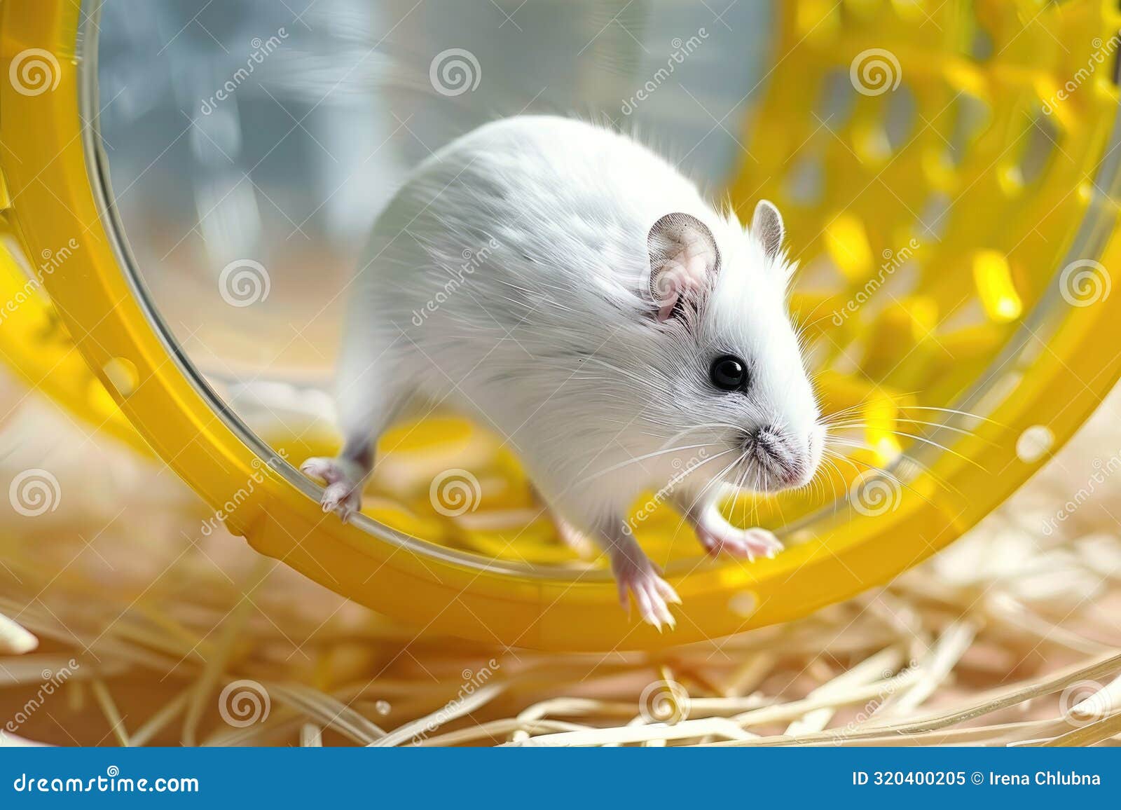 White Mouse on a Running Wheel Showcasing Pet Activity Stock ...