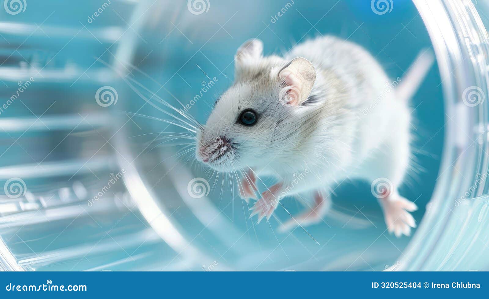 White Mouse on a Running Wheel Showcasing Pet Activity Stock ...