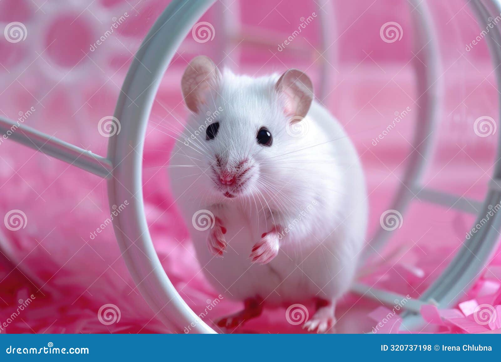 White Mouse on a Running Wheel Showcasing Pet Activity Stock ...