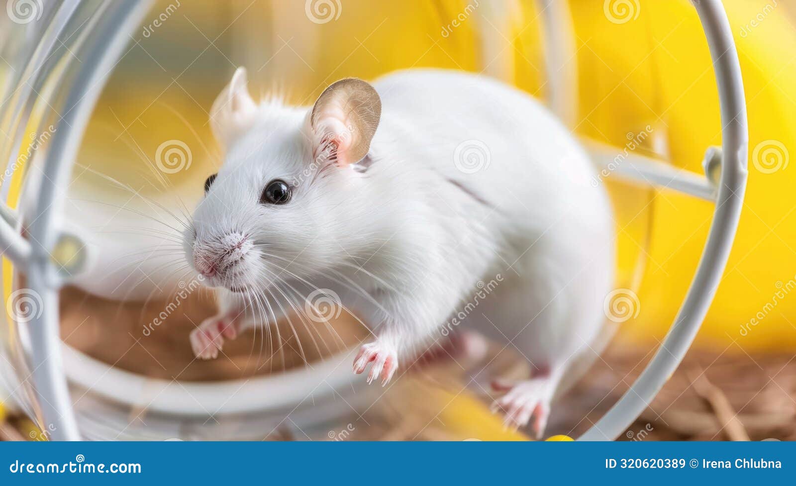 White Mouse on a Running Wheel Showcasing Pet Activity Stock ...
