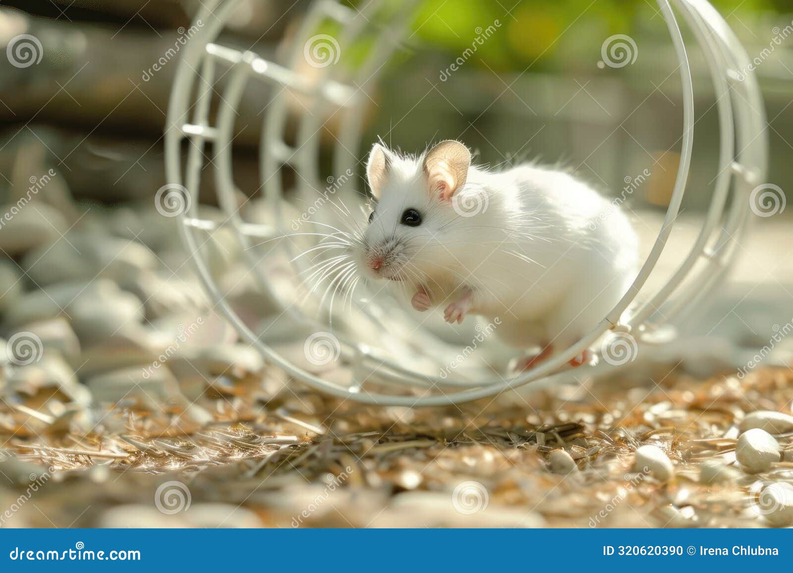White Mouse on a Running Wheel Showcasing Pet Activity Stock ...