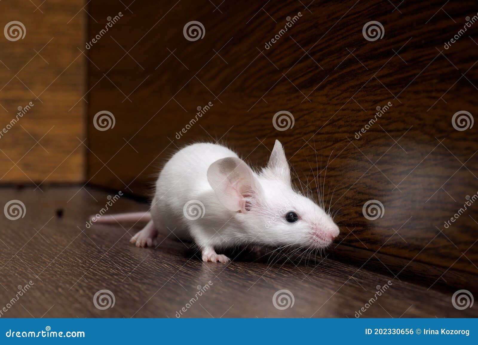 White Mouse Sits on the Floor. Portrait of a Rodent Stock Photo - Image ...