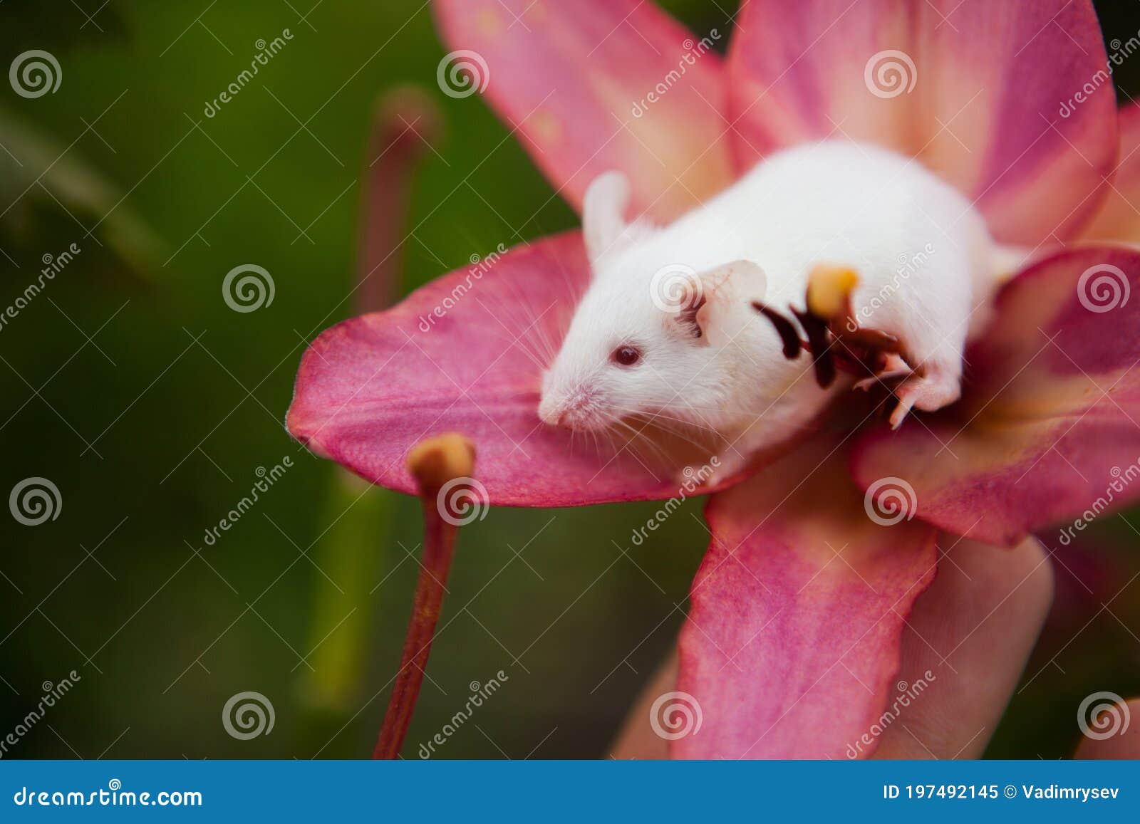 White Mouse Sitting on a Pink Lily Flower Stock Image - Image of grass ...