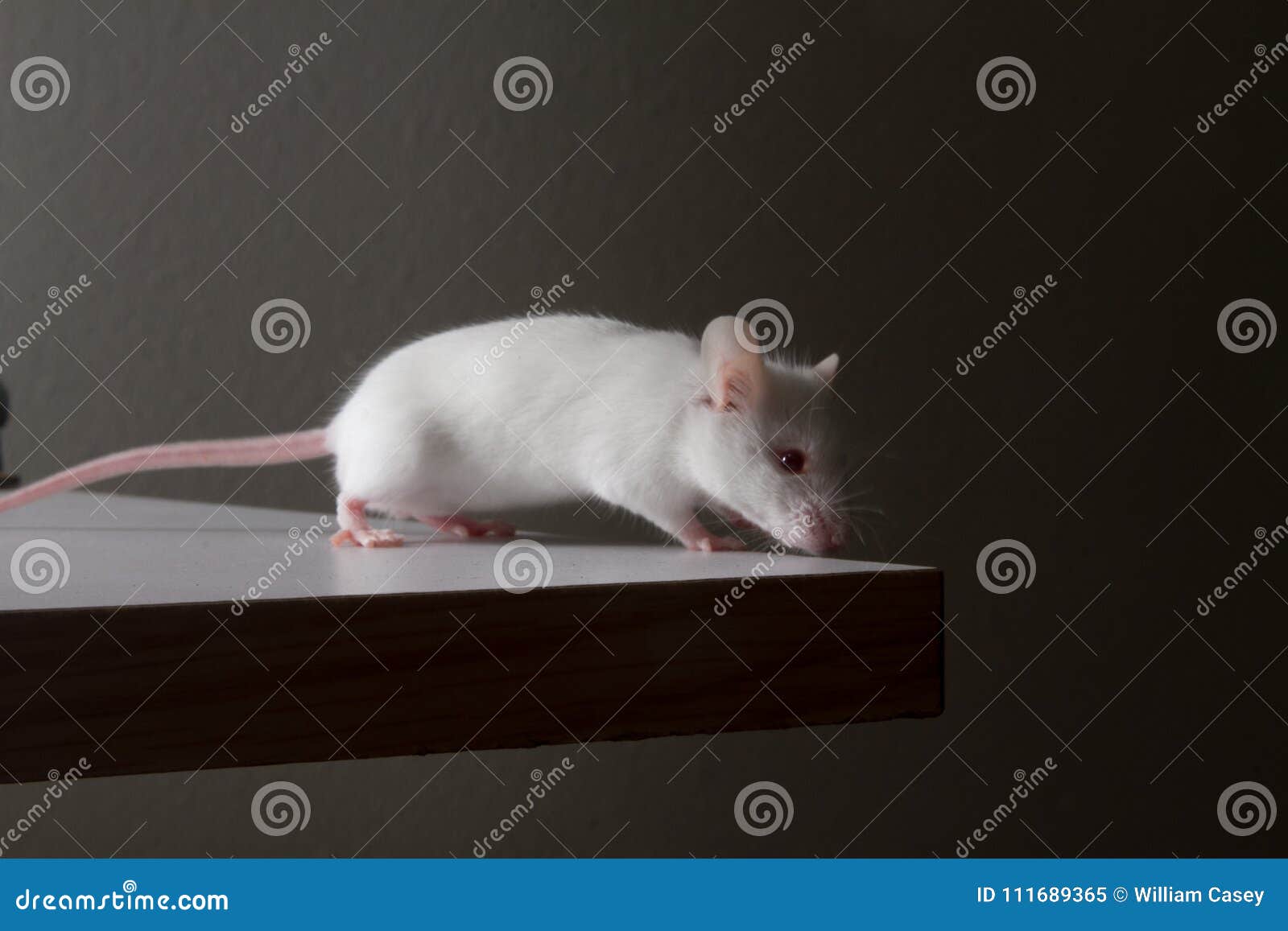 White Mouse Sniffing Corner of Desk for Food Stock Image - Image of ...