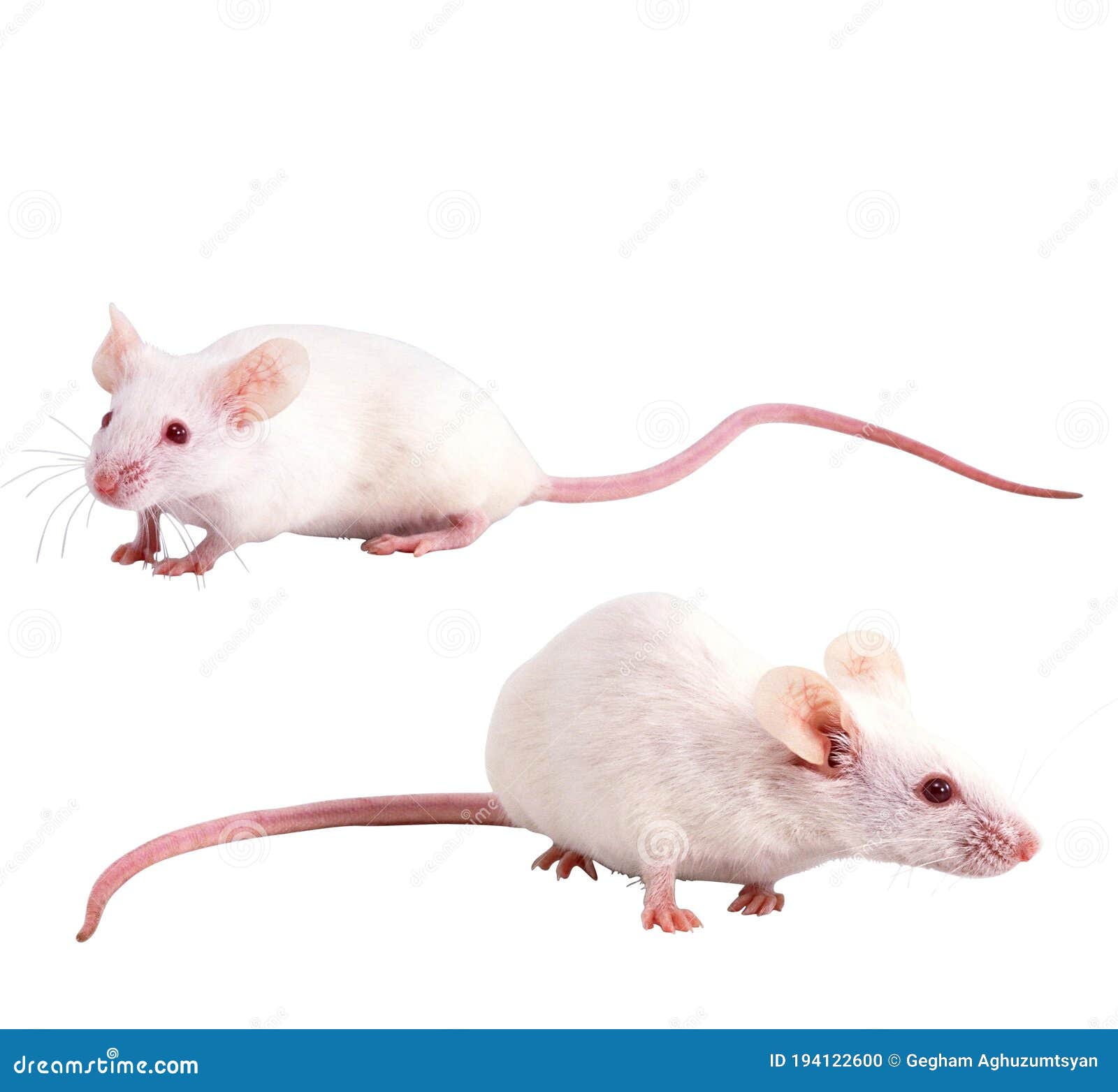White mouse stock photo. Image of closeup, animal, gene - 194122600