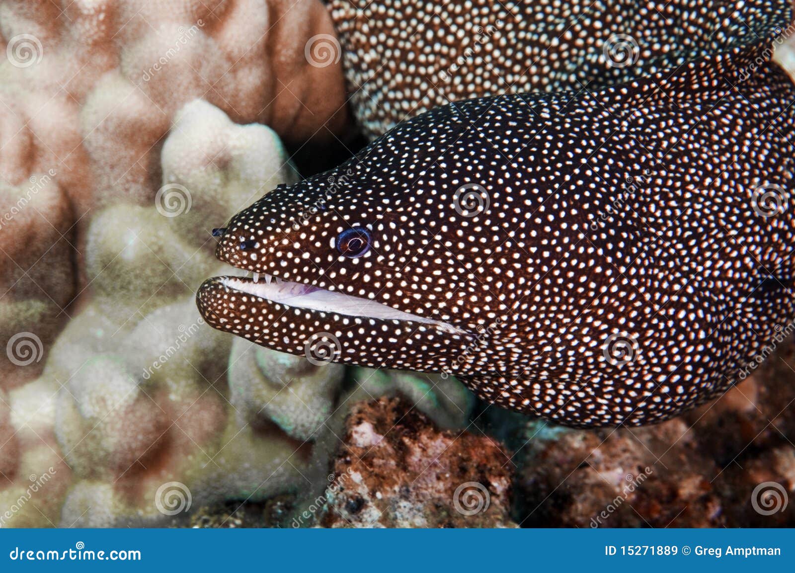White Mouth Moray Eel (Gymnothorax Meleagris) In The Filipino Sea 22.10 ...