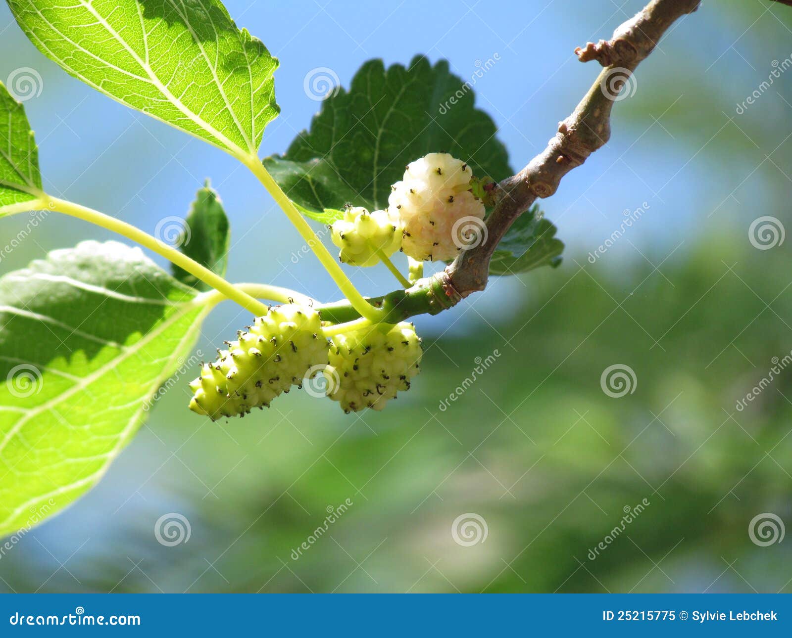 White Mulberries stock image. Image of agriculture, nature - 25215775