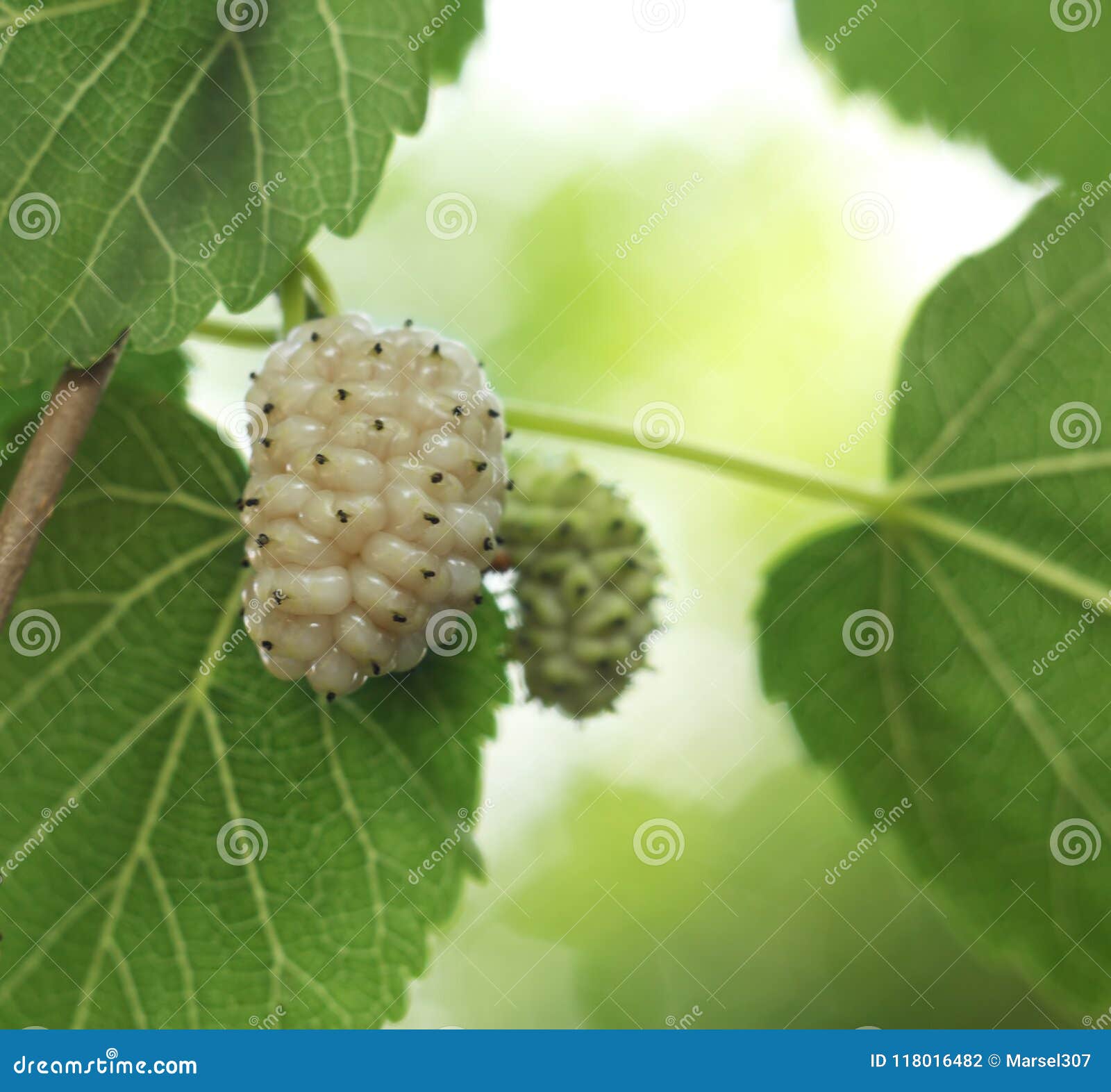 White mulberries stock photo. Image of mulberries, alba - 118016482