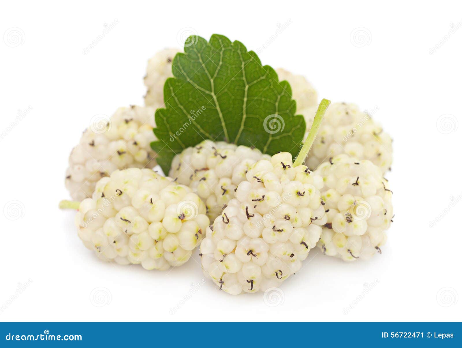 White mulberry fruit stock image. Image of mulberry, healthy - 56722471