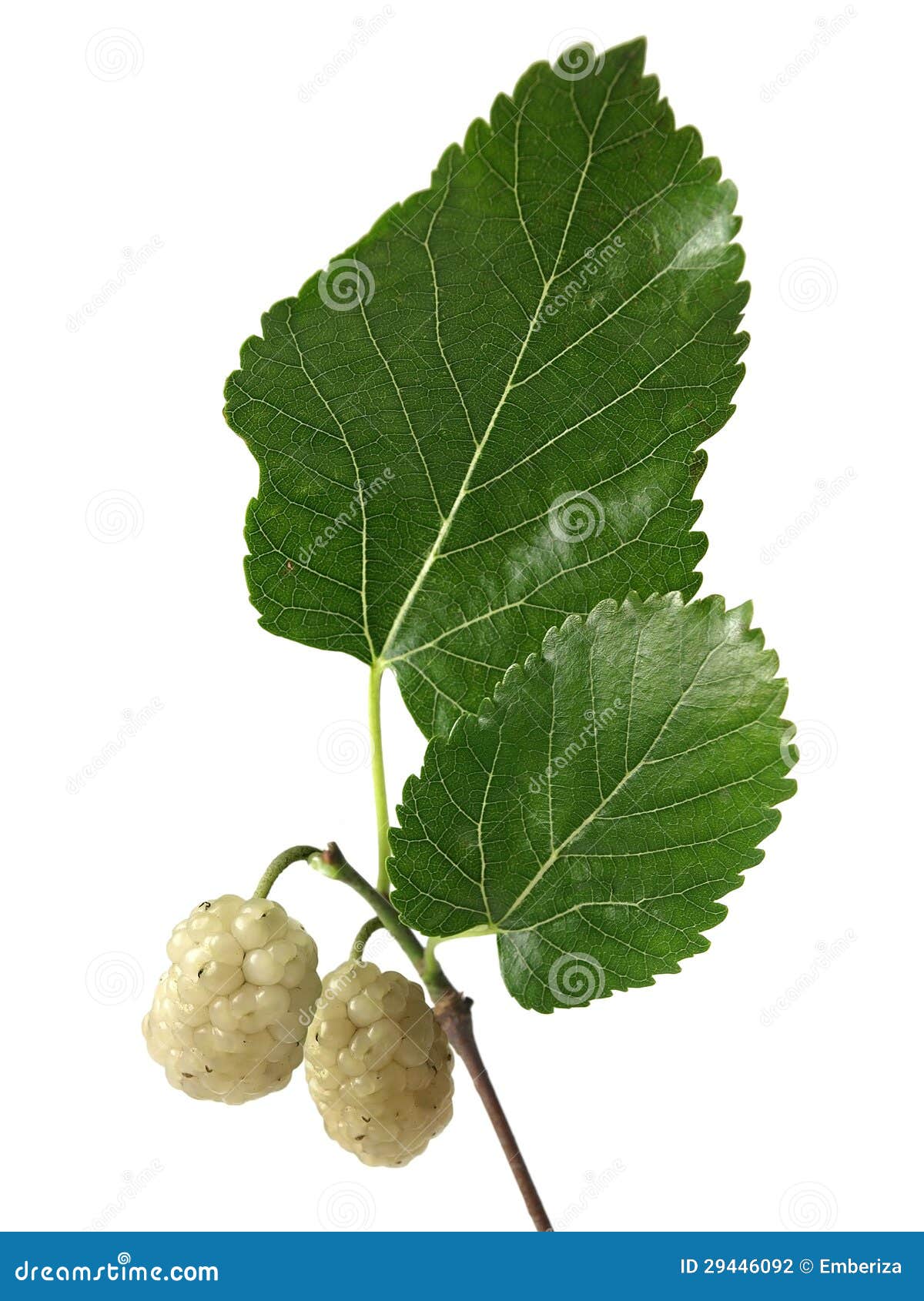 White Mulberry (Morus Alba) Stock Photo - Image of white, silk: 29446092