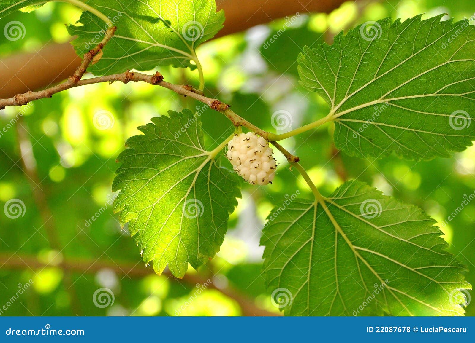 White Mulberry on Tree Branch Stock Photo - Image of food, background ...