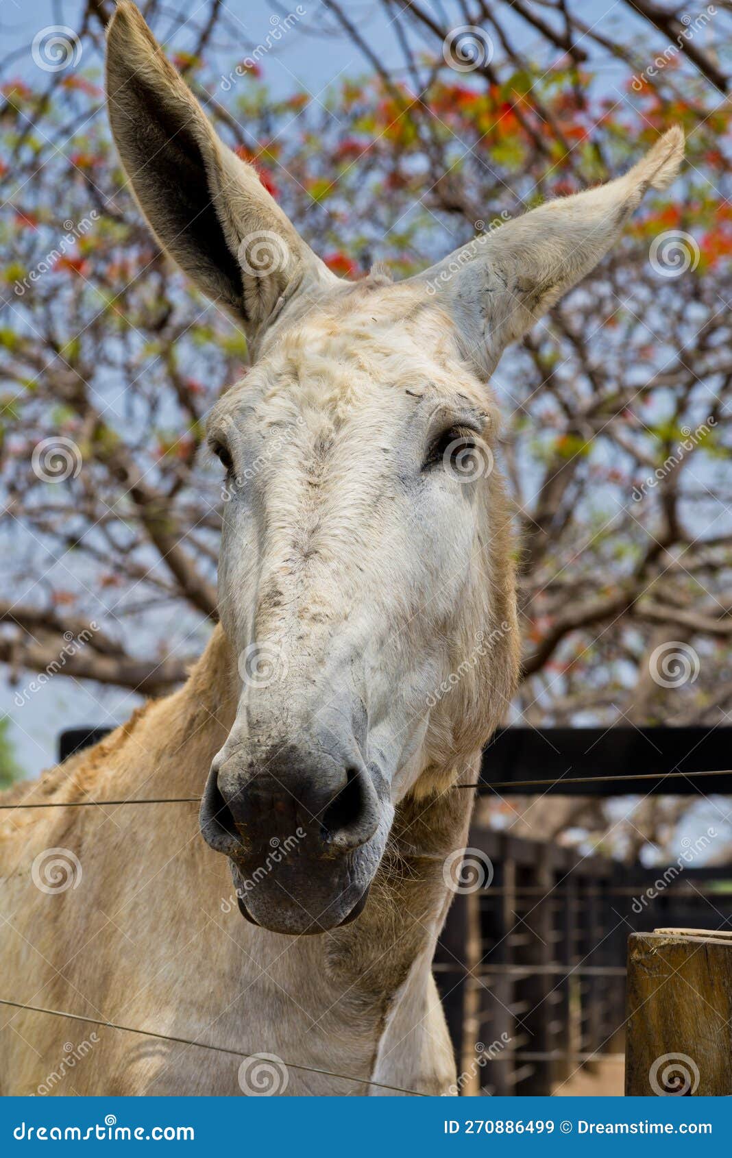 White Mule Portrait with Red Flowers Tree and Blue Sky Background Stock ...