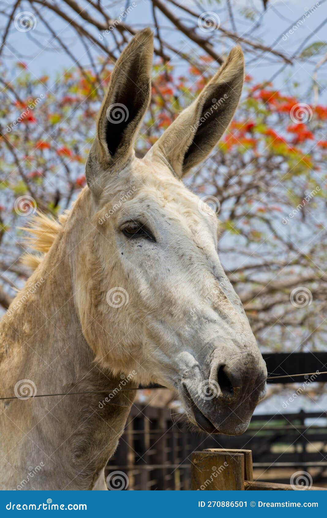 White Mule Portrait with Blue Sky Background Stock Image - Image of ...