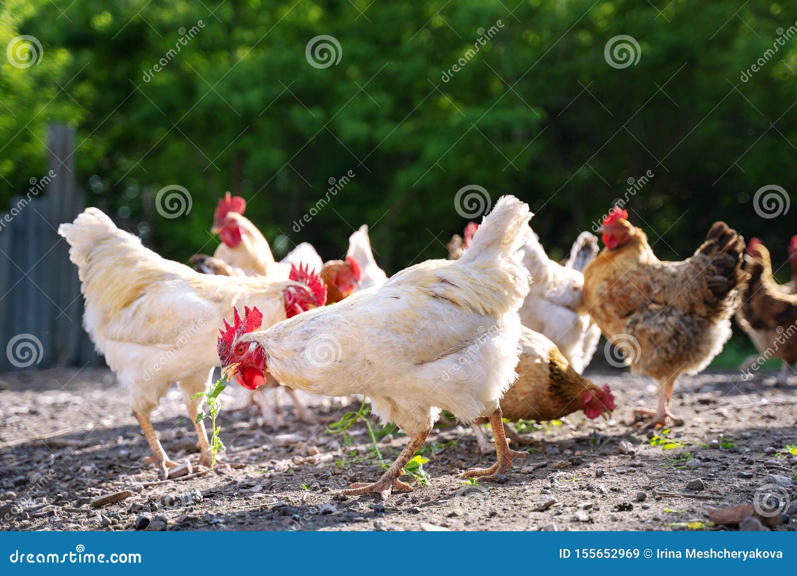 White and Multicolored Chickens in the Yard in the Countryside ...