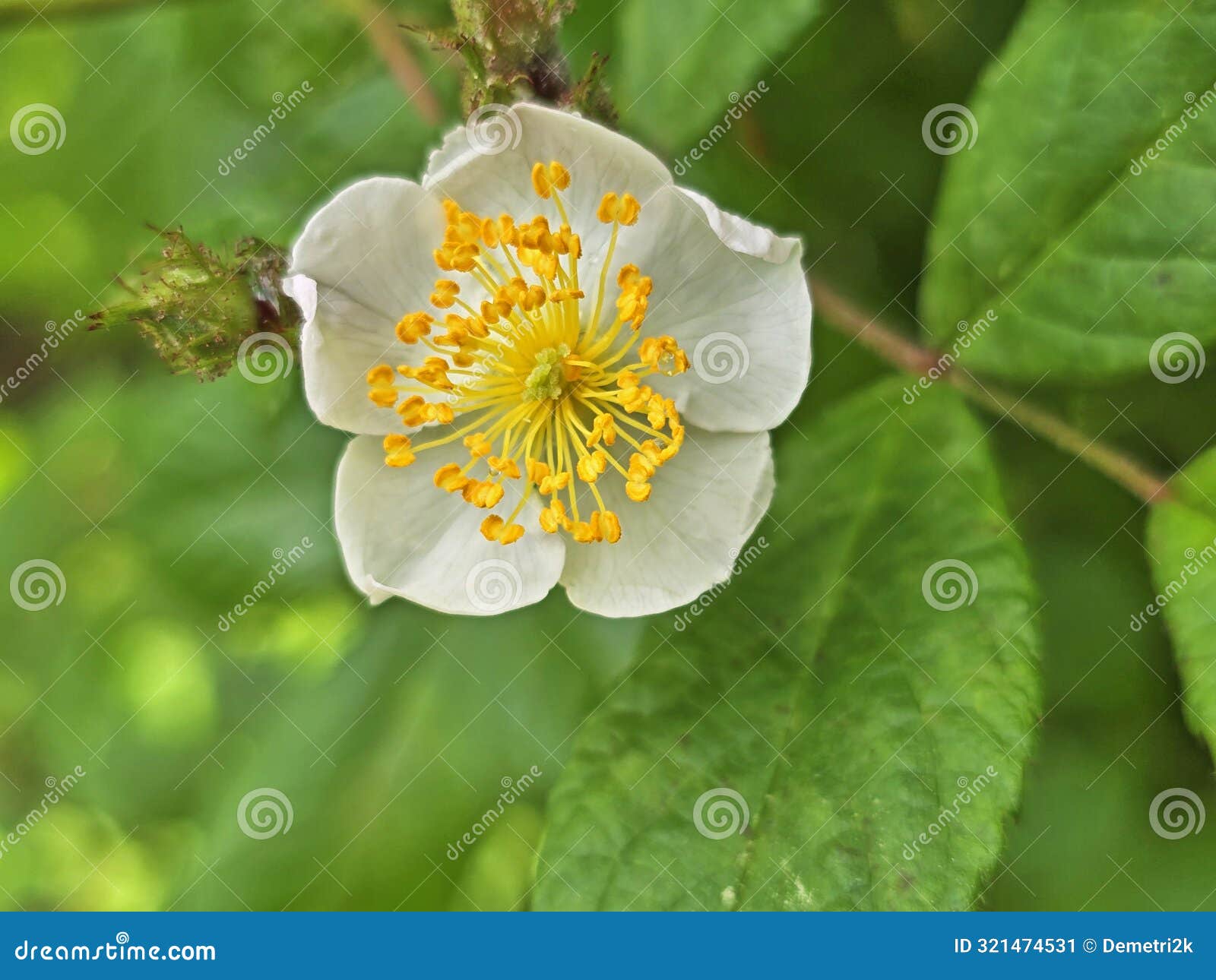 White Multiflora Rose Blossom -28 Stock Image - Image of garden, stalk ...