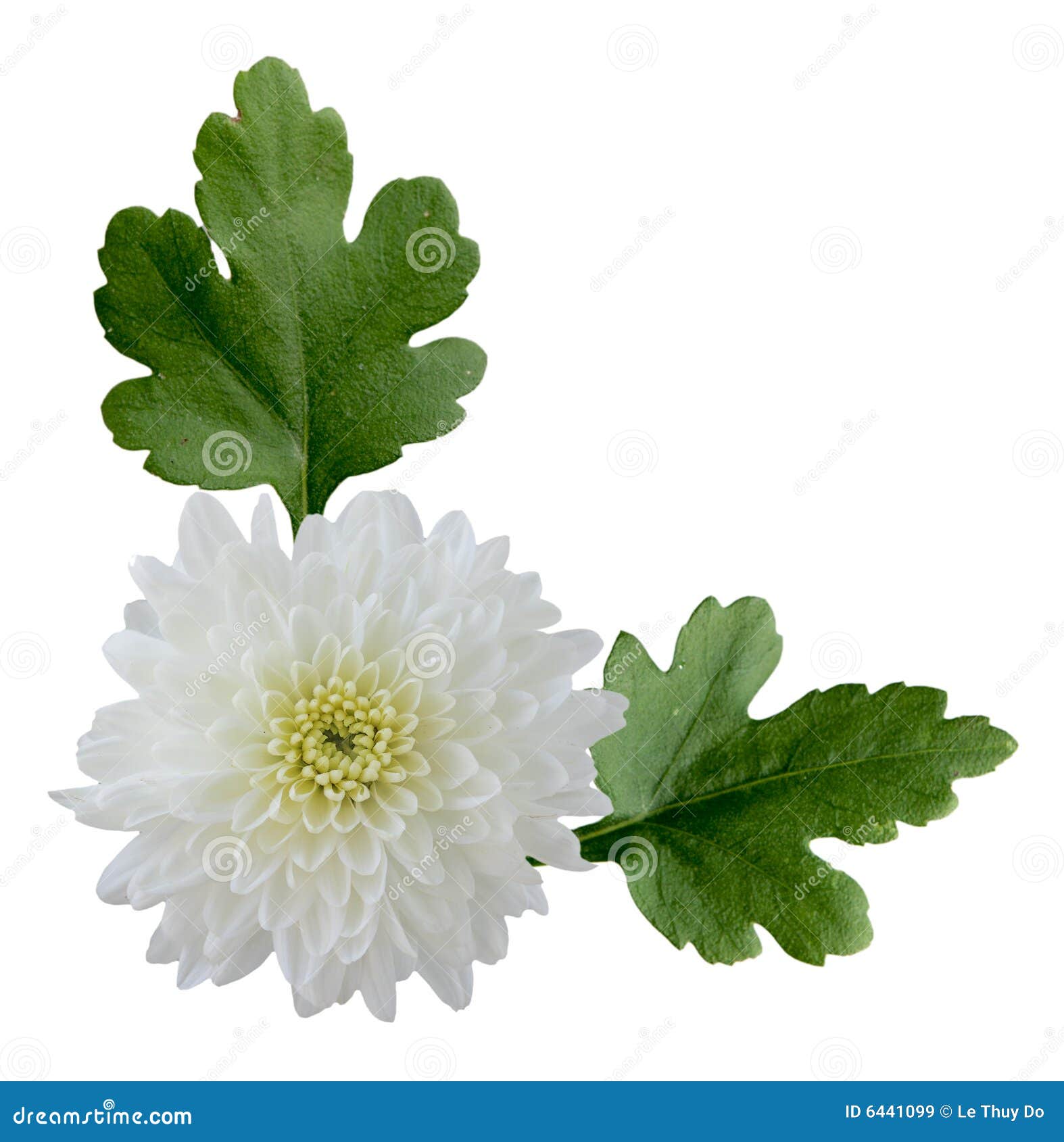 White Mum stock image. Image of vein, close, autumn, white - 6441099