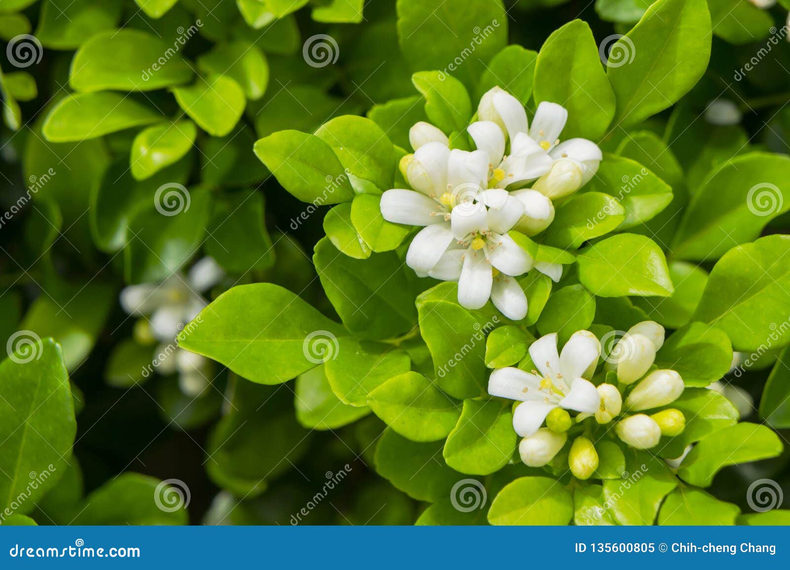 The White Murraya Paniculata Flower Stock Image - Image of beautiful ...