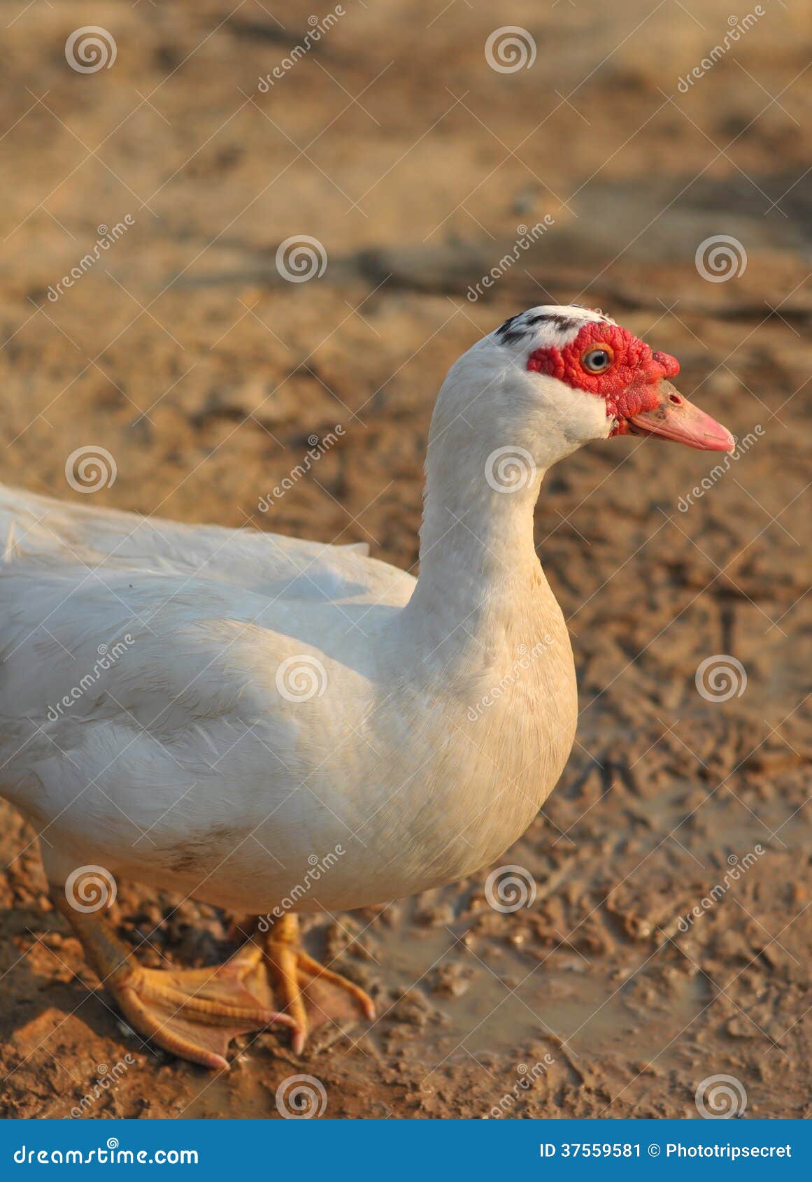 White Muscovy duck stock image. Image of agriculture - 37559581