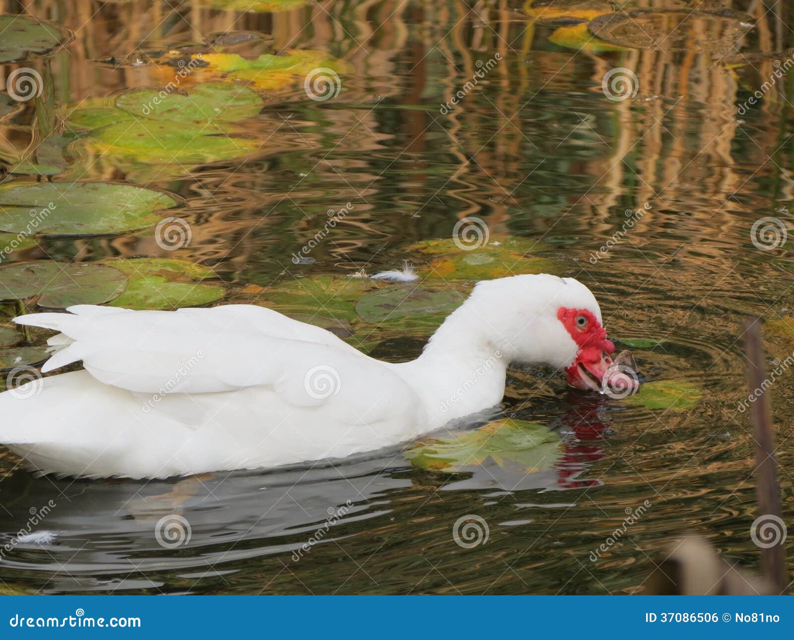 White Muscovy duck stock photo. Image of lump, waterfowl - 37086506