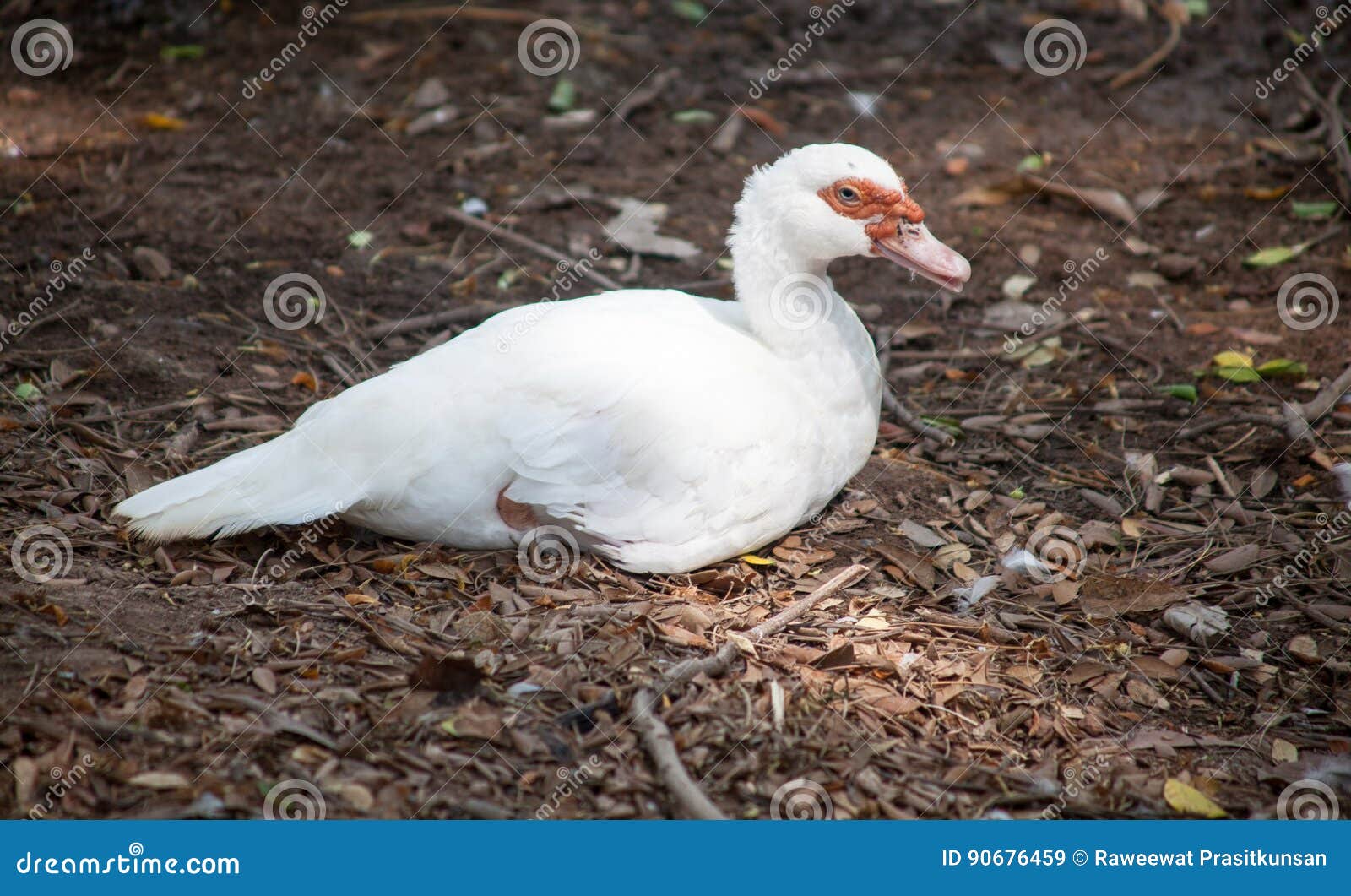White Muscovy stock image. Image of ornithology, indoda - 90676459
