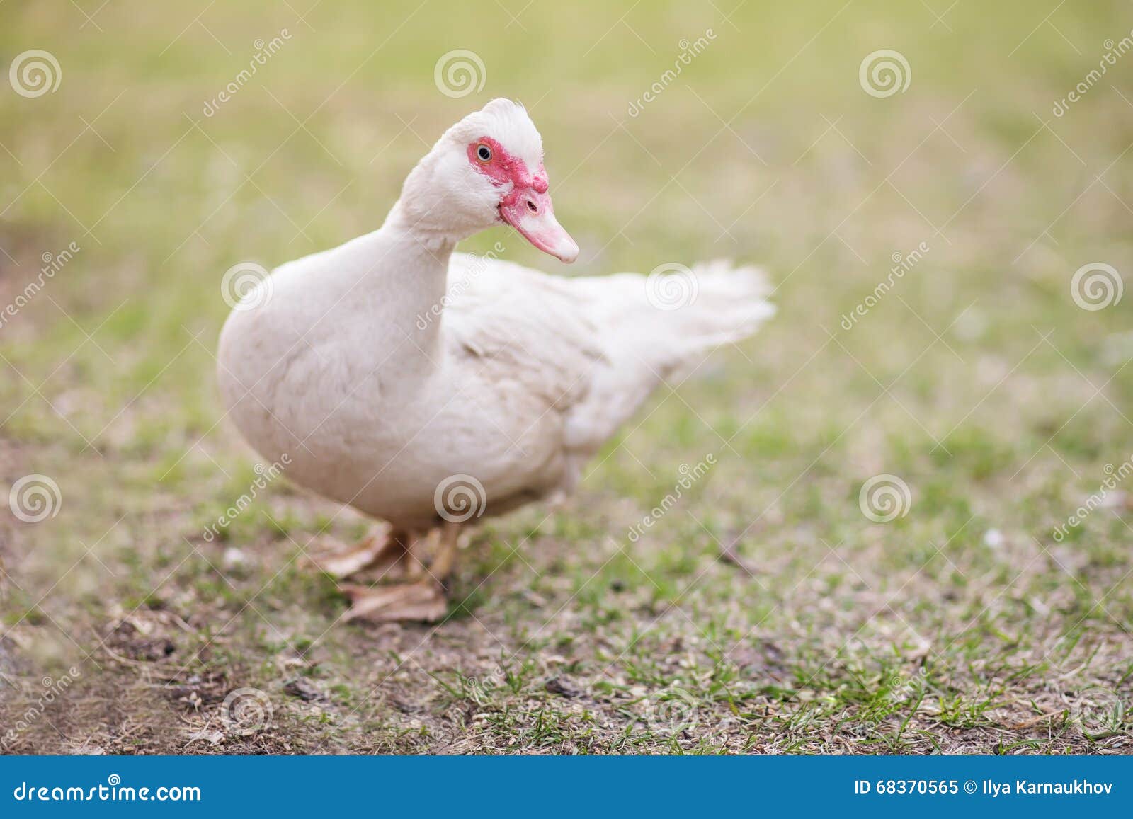 White muscovy duck stock image. Image of green, bird - 68370565