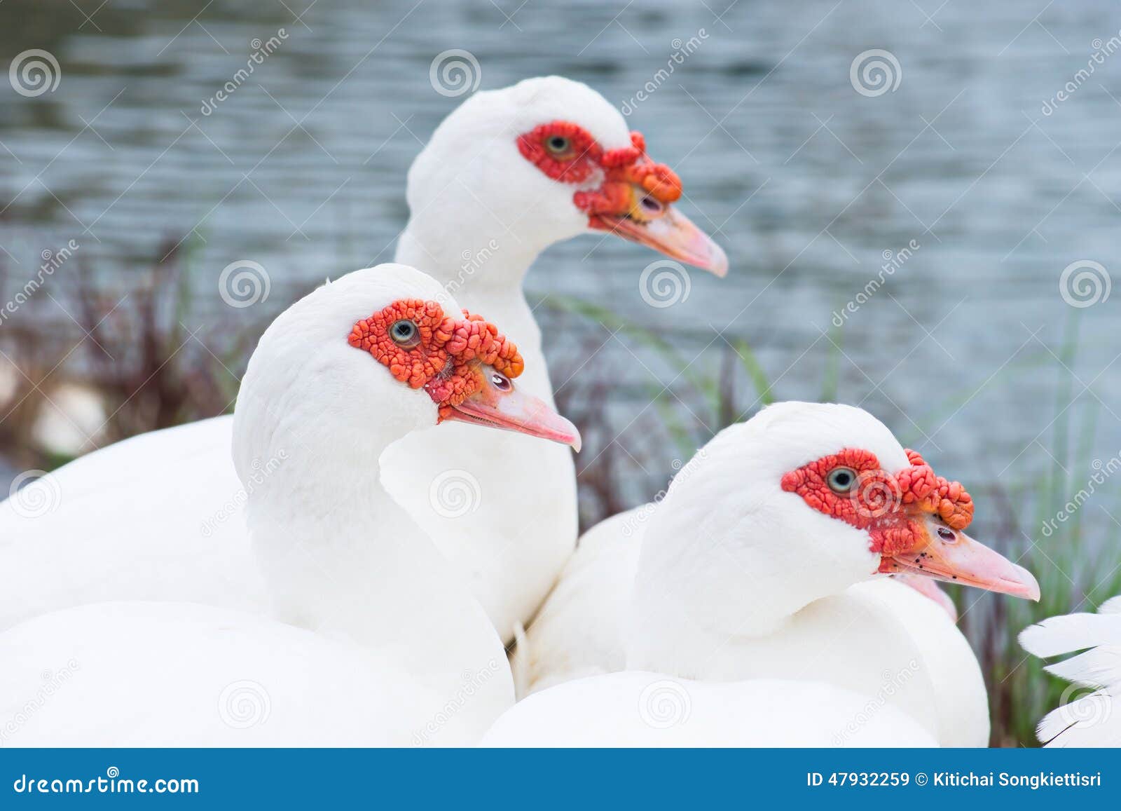 White Muscovy Red Face Thailand. Stock Image - Image of color, closeup ...