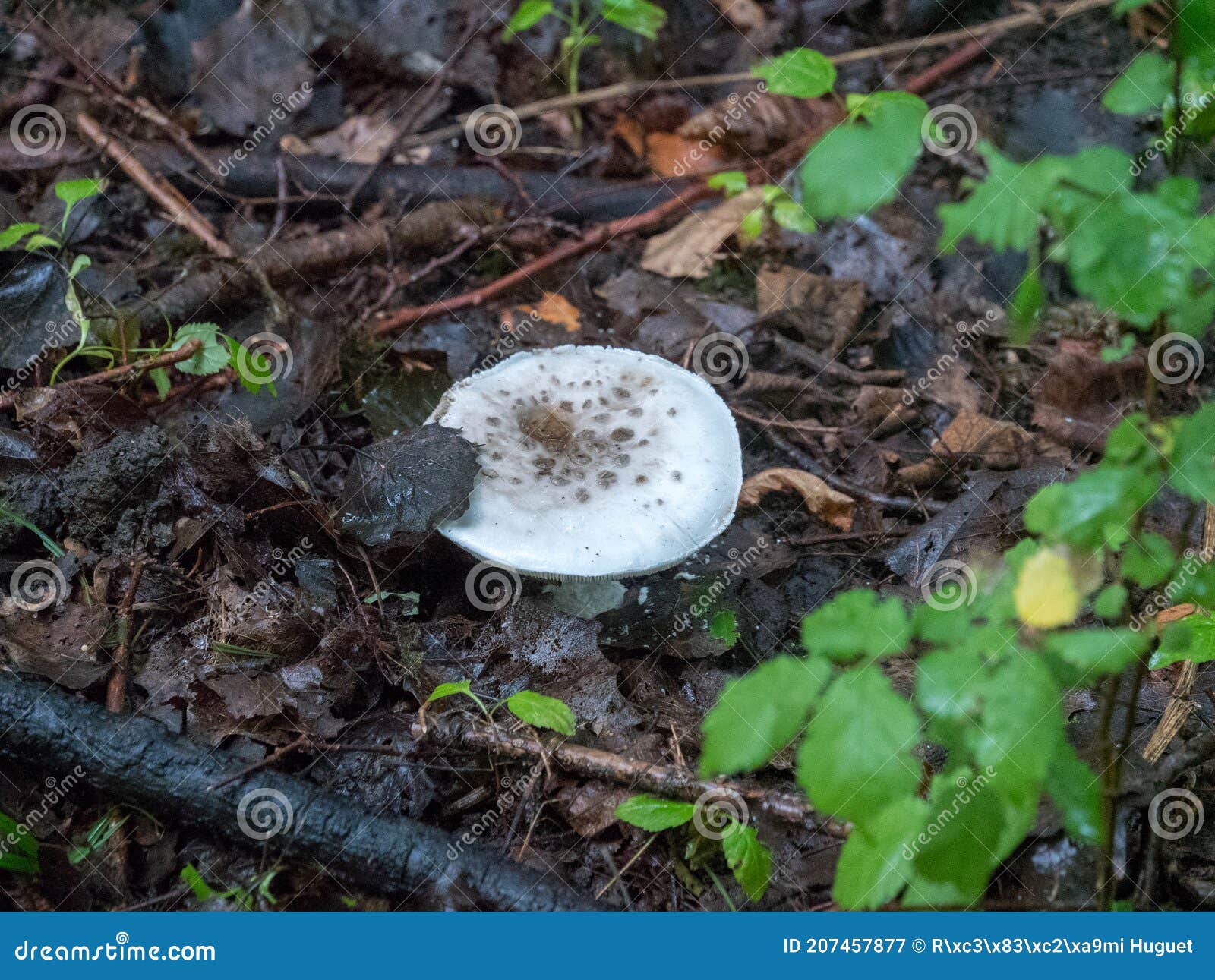 White Mushroom with Black Dots (no Edit Stock Image - Image of black ...
