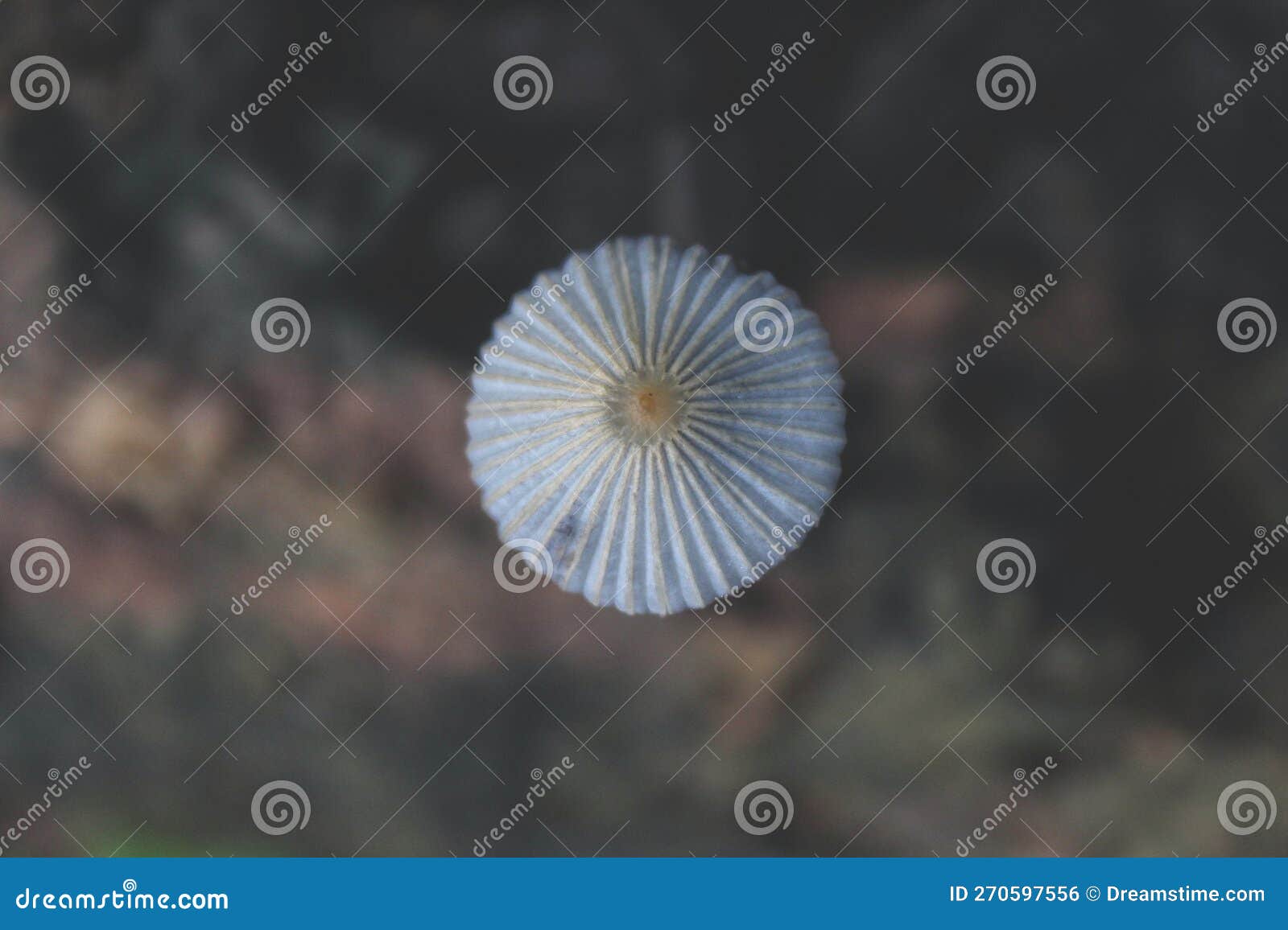 White mushroom cap stock photo. Image of mushroom, organ - 270597556