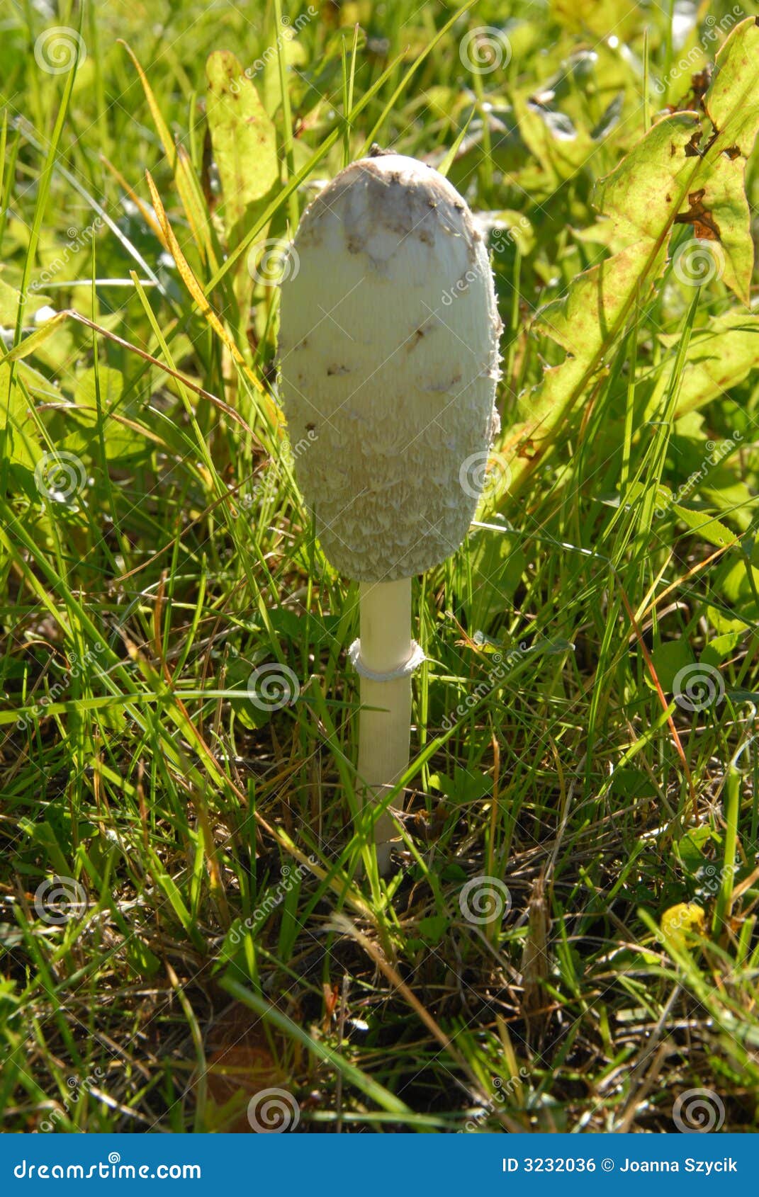 White mushroom (Coprinus) stock photo. Image of myzel - 3232036