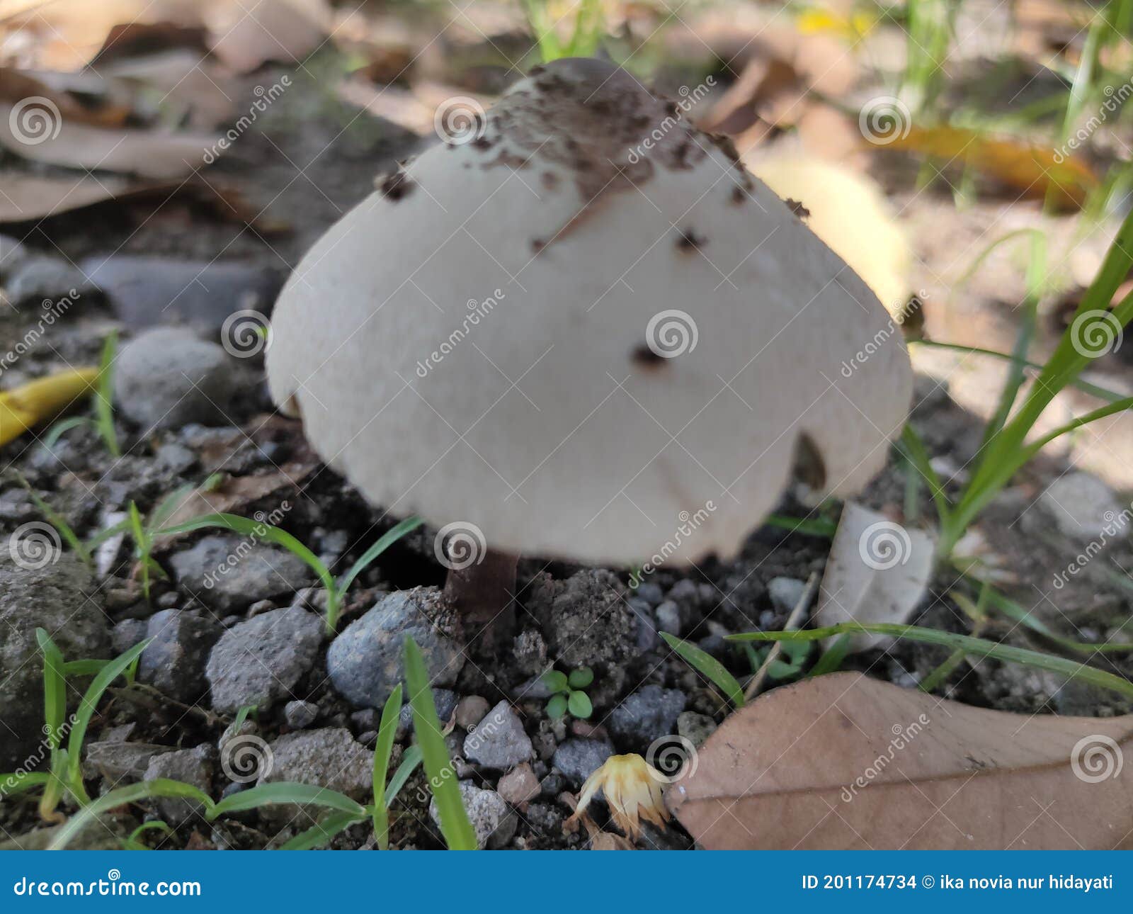 White Mushroom False Parasol Poisonous Stock Photo - Image of poisonous ...